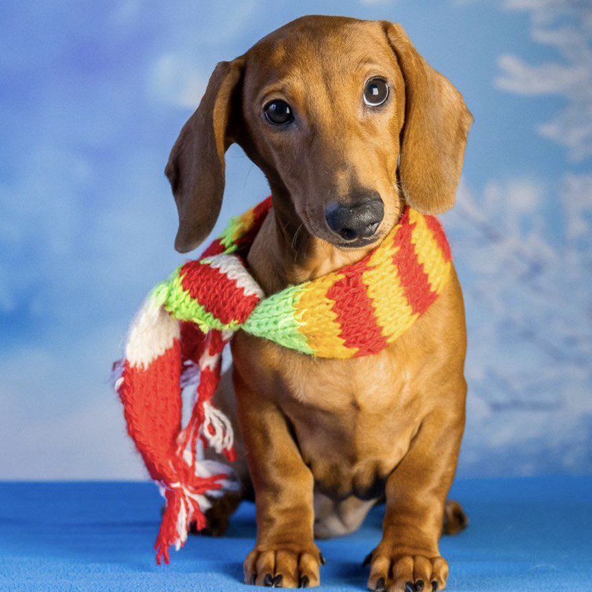 Такса, щенок