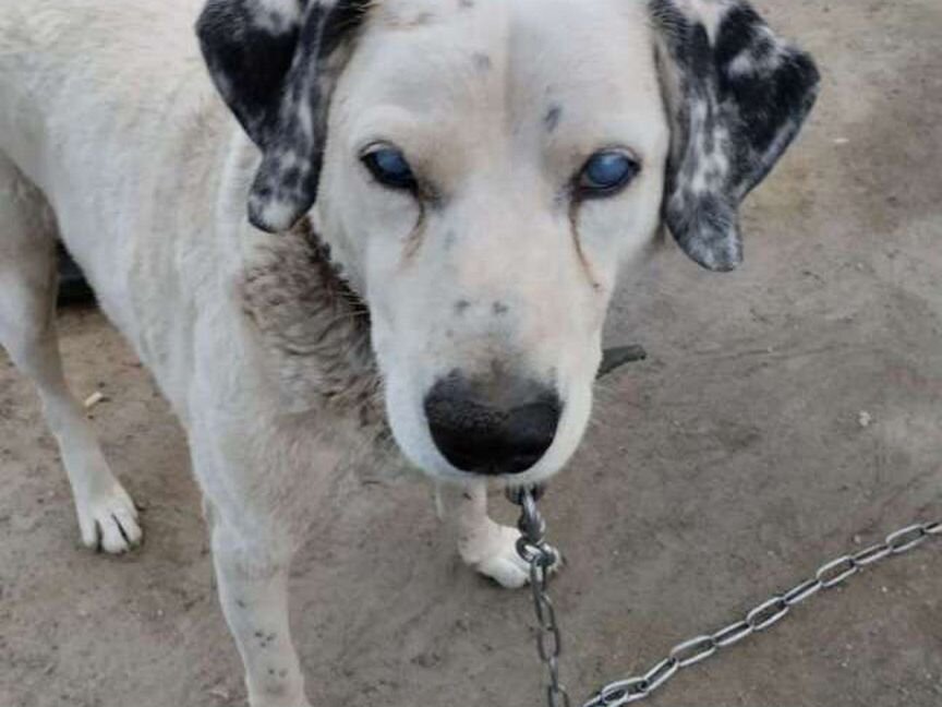 Ищем дом или передержку