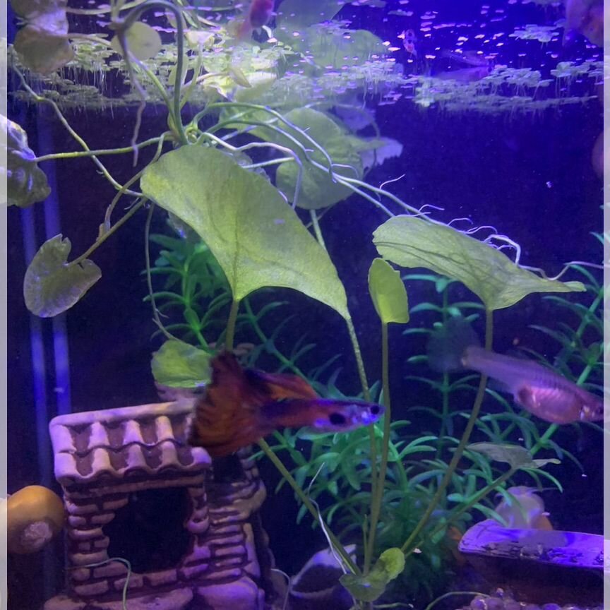 Мальки гуппи