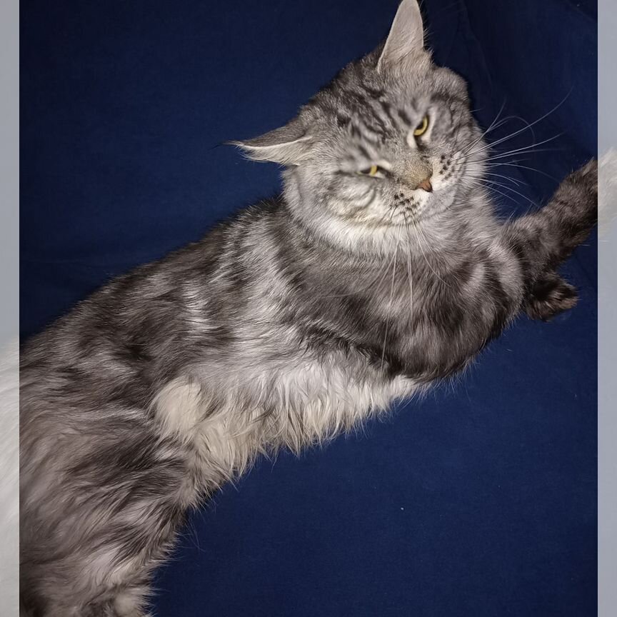 Мейн-кун котёнок