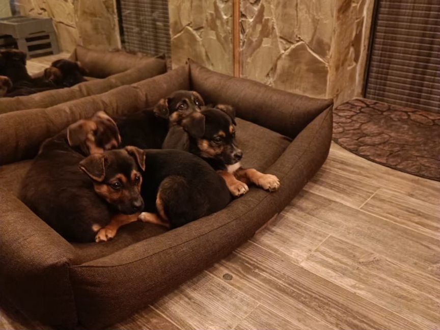 Щенята в хорошие руки