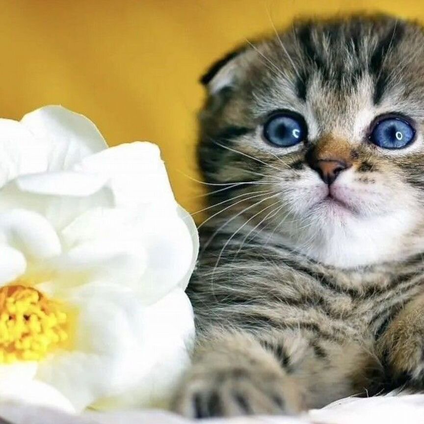 Котята