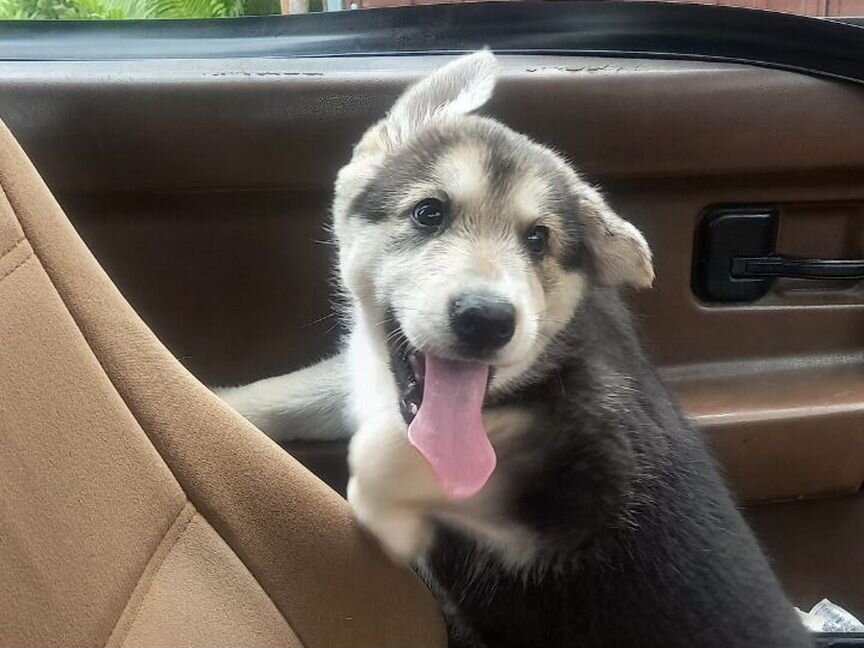 Щенок крупный маламут