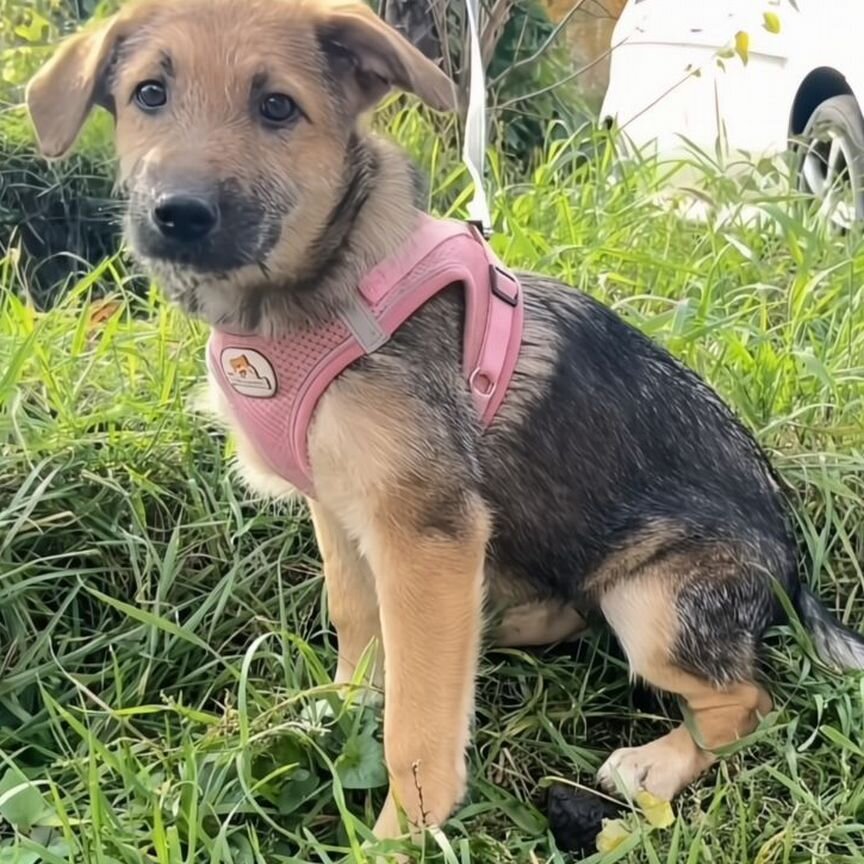 Щенок в добрые руки