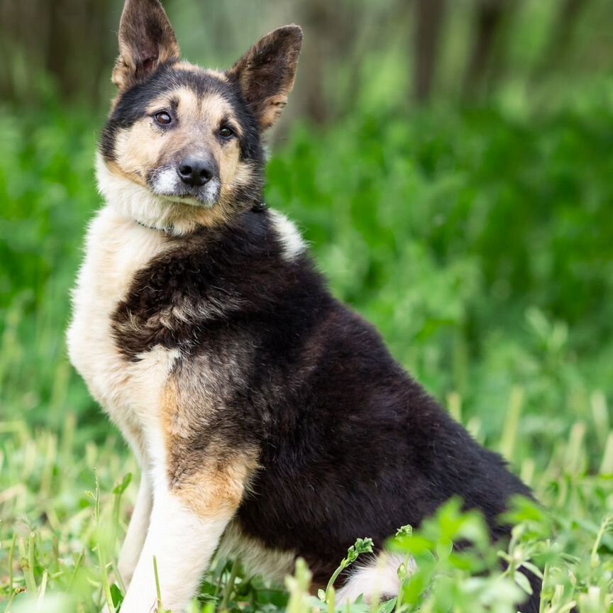 Добрый пес в добрые руки