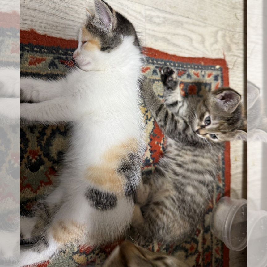 Котёнок в добрые руки