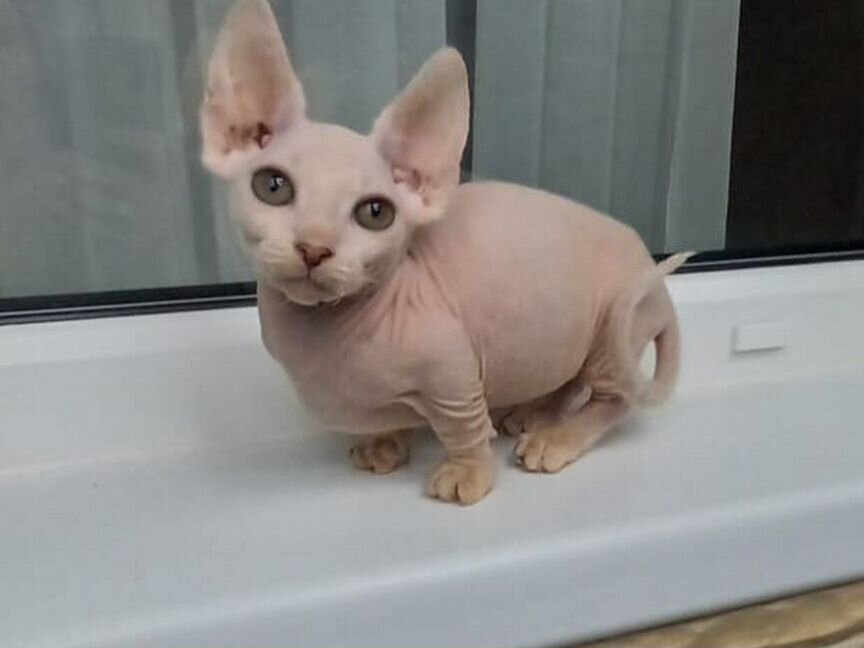 Канадский сфинкс бамбино