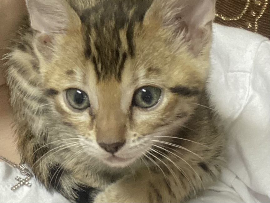 Бенгальская кошка