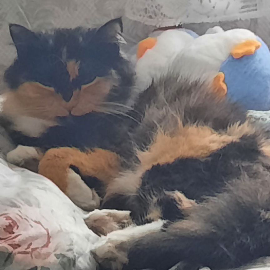 Кошка потеряшка