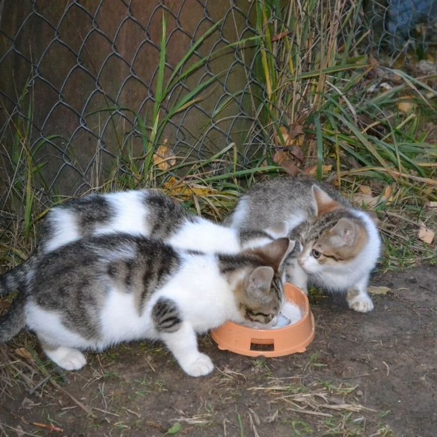 Котята в семью