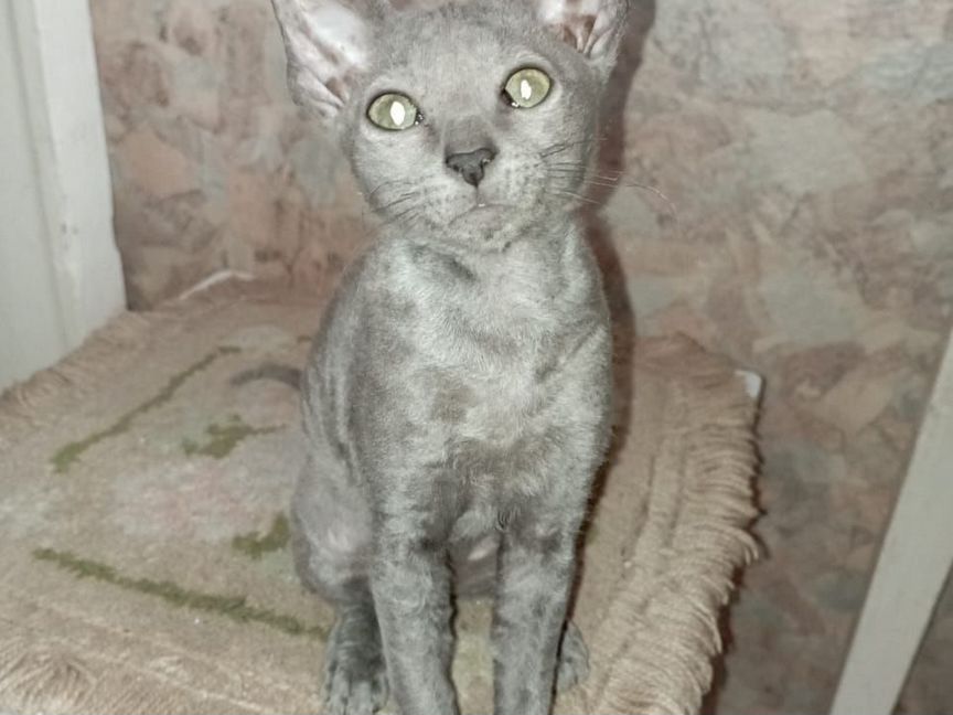 Котята корниш-рекс