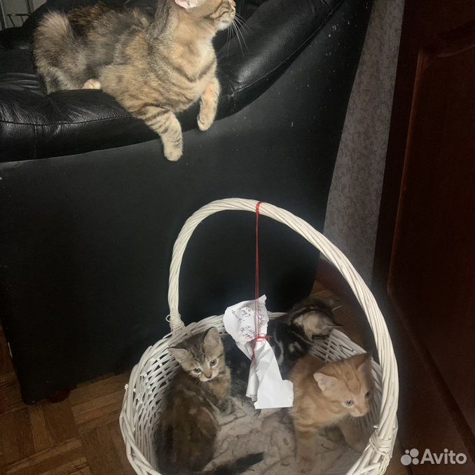 В заботливые руки забавные котята