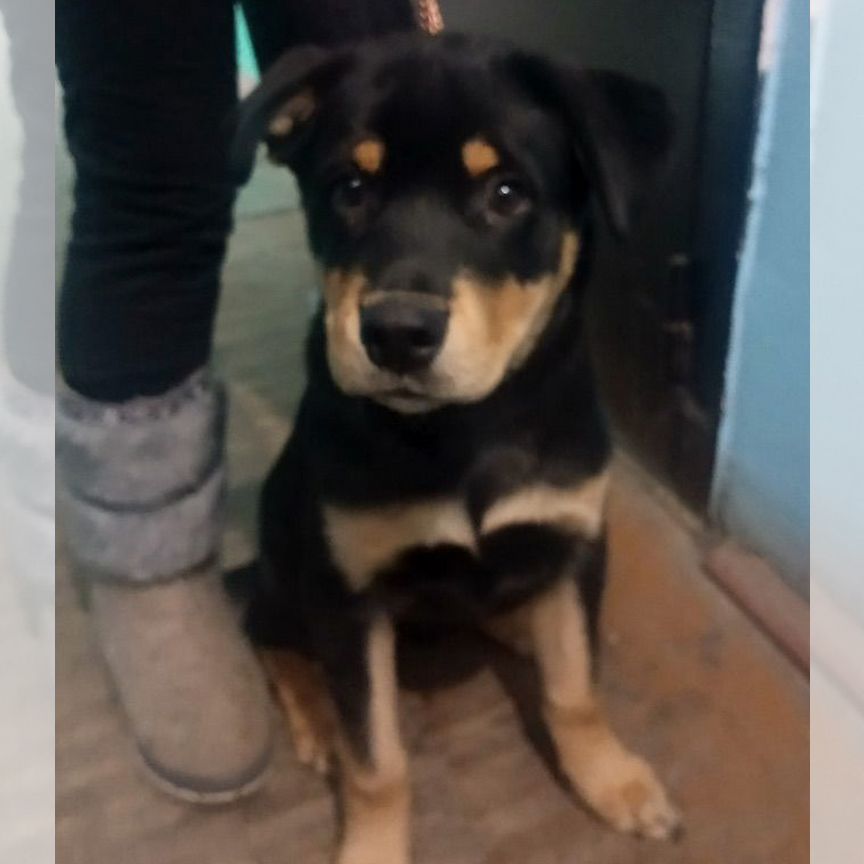 Ротвейлер, щенок