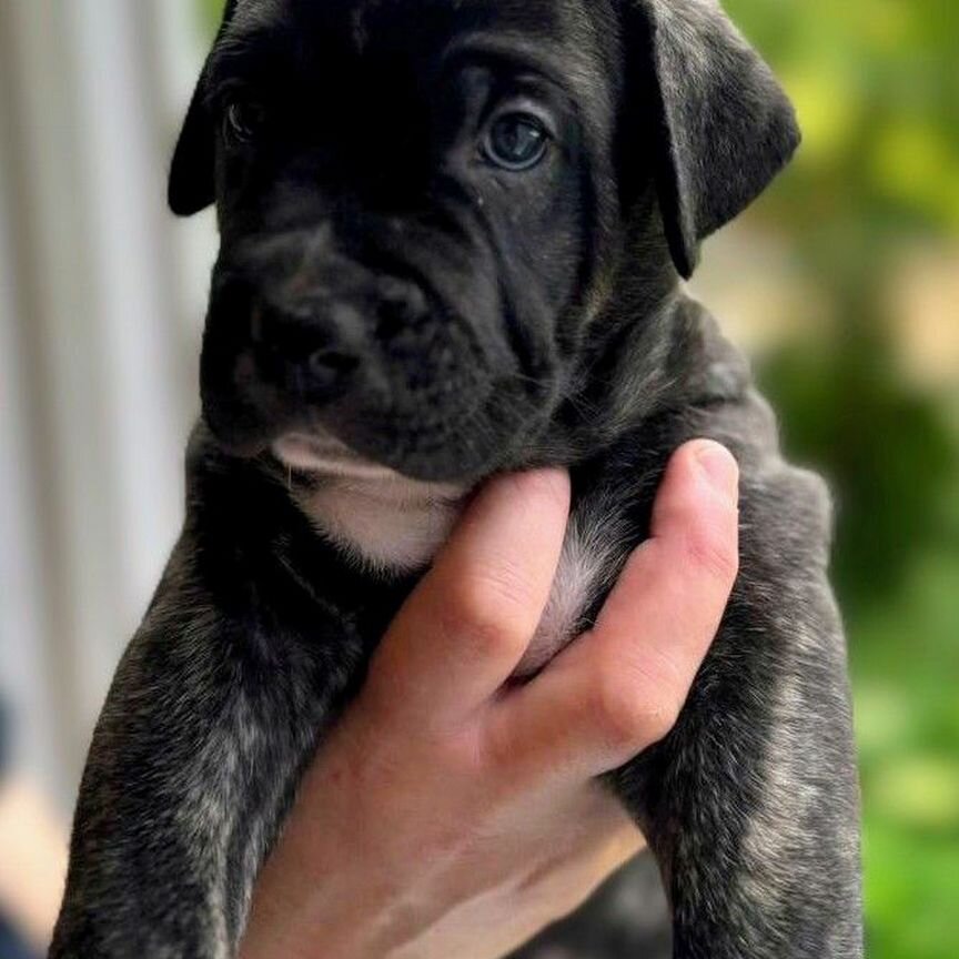 Коне корсе щенки