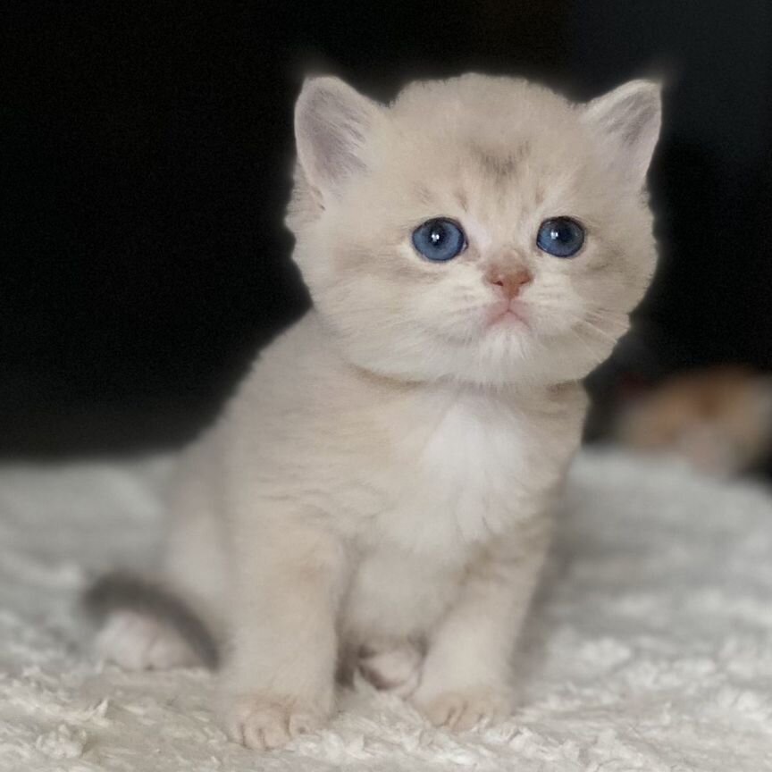 Британский короткошёрстный котёнок
