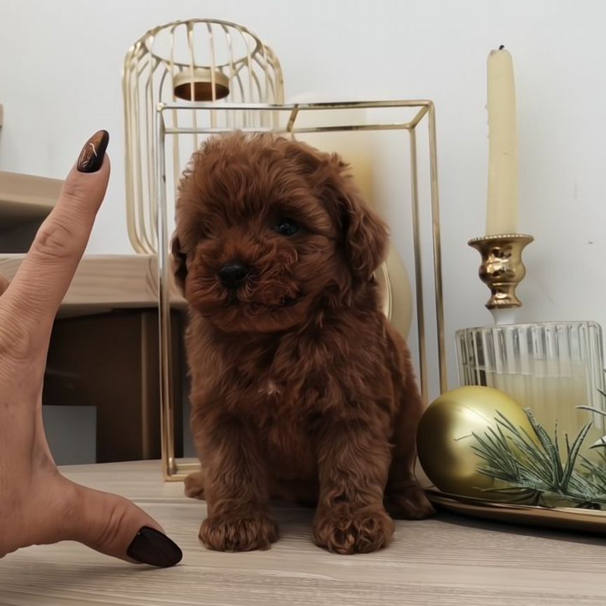 Той-пудель, щенок