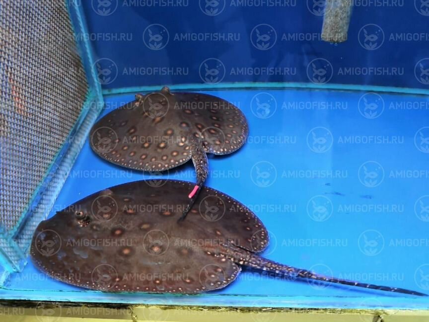 Скат моторро