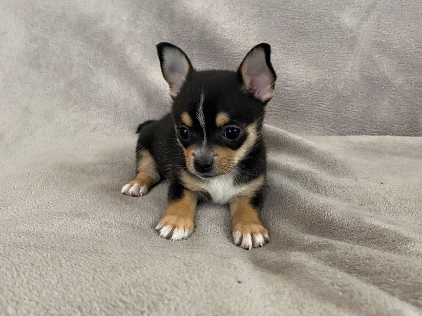 Чихуахуа мини