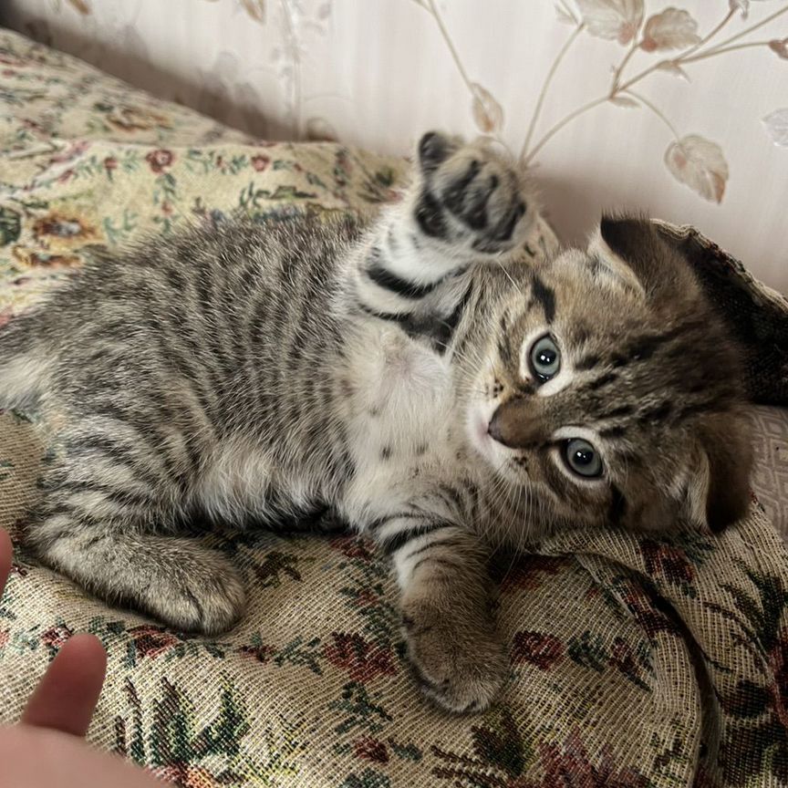 Котенок вислоухий