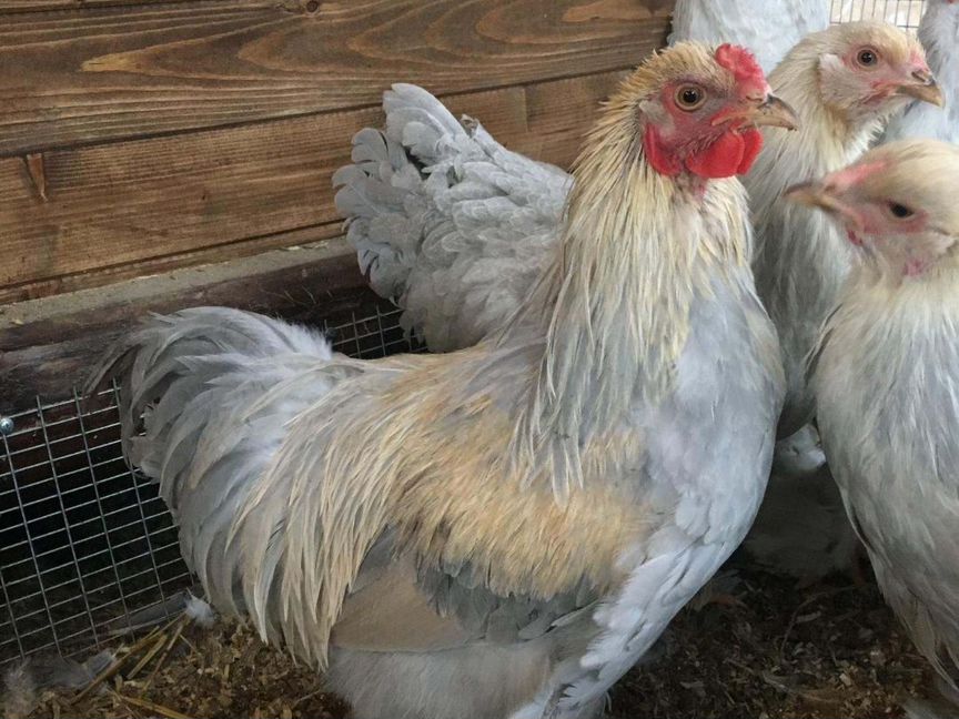 Семья брама изабелла