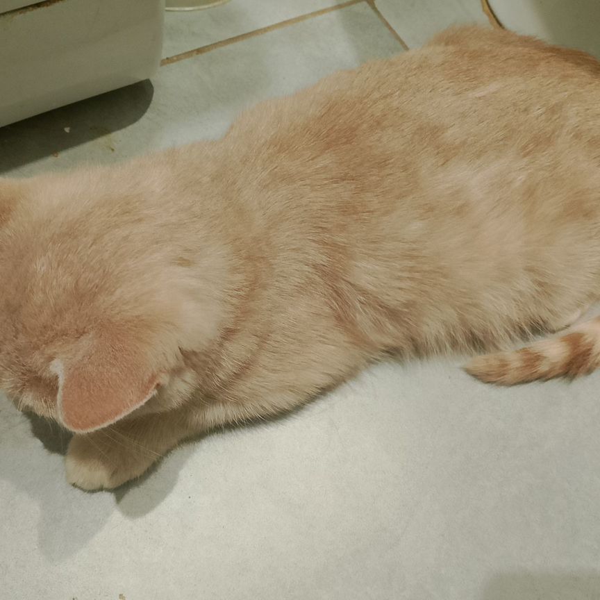 Котëнок в добрые руки