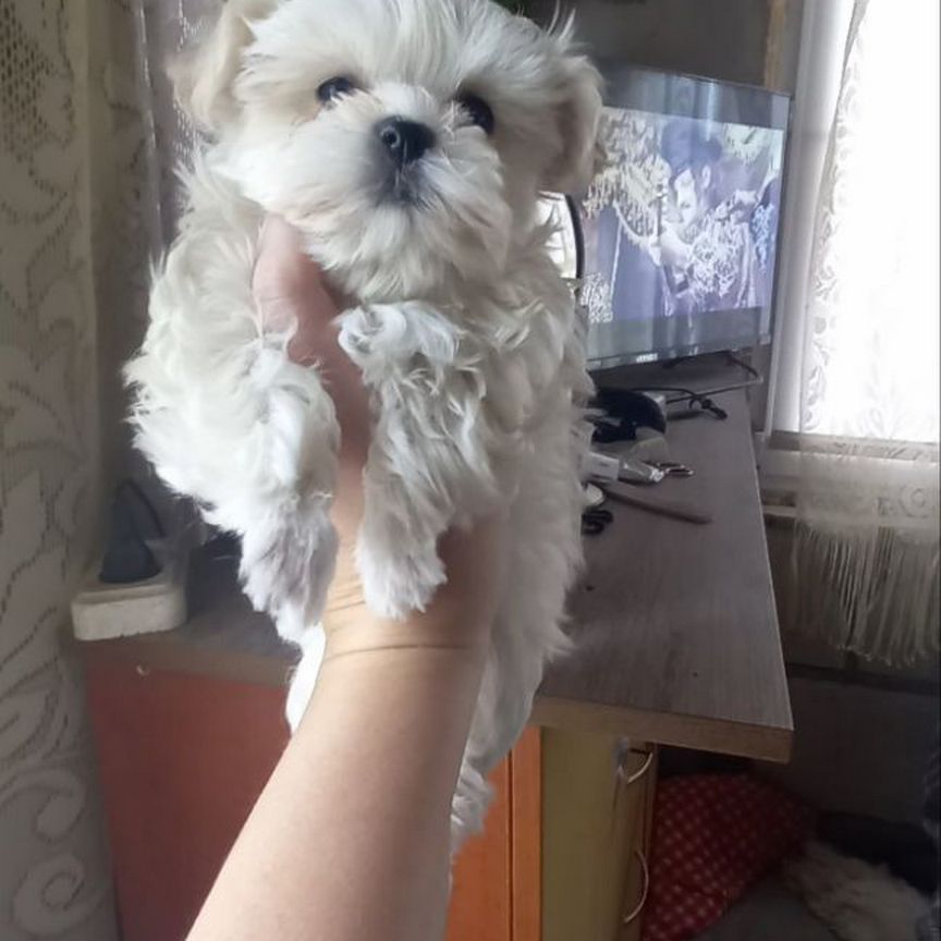 Щенки мальтипу