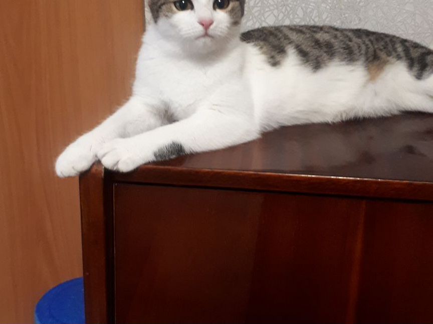 Кошка