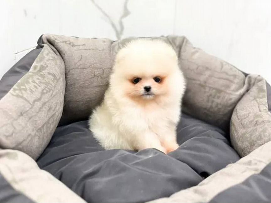 Померанский шпиц мини