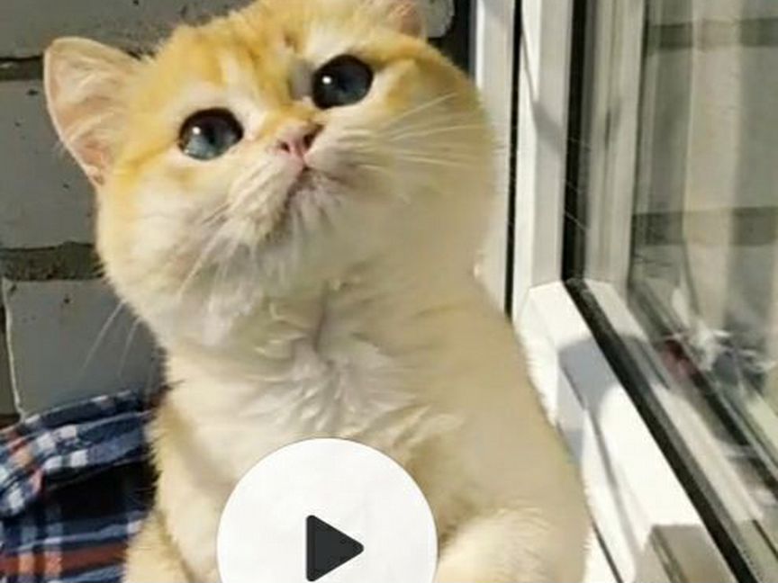 Золотой синеглазый котик ny 12 с родословной