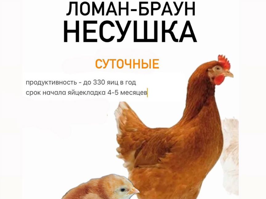 Куры несушки ломан браун