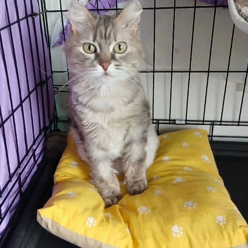 Взрослая кошка в добрые руки