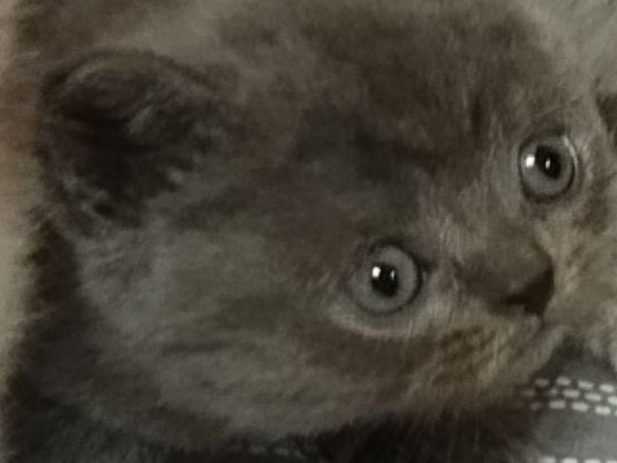 Британская красотка