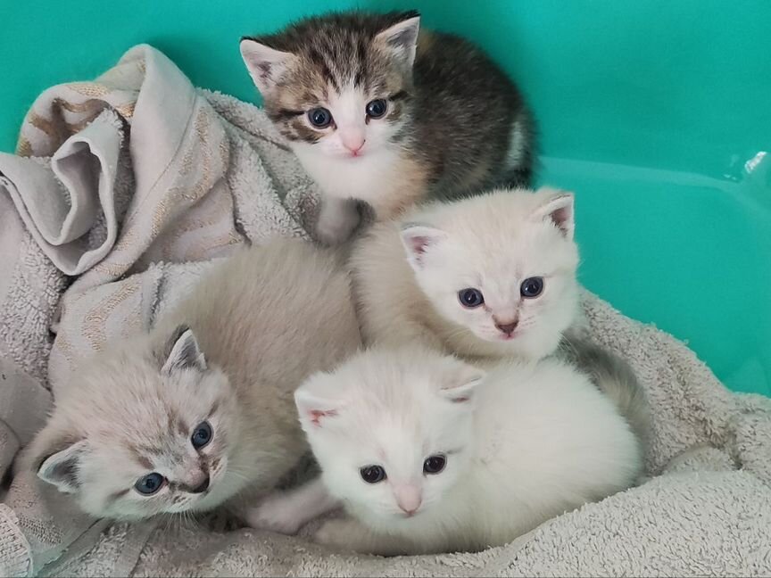 Котята в добрые руки бесплатно