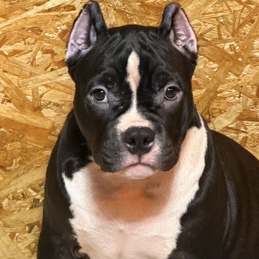 Американский булли, щенок