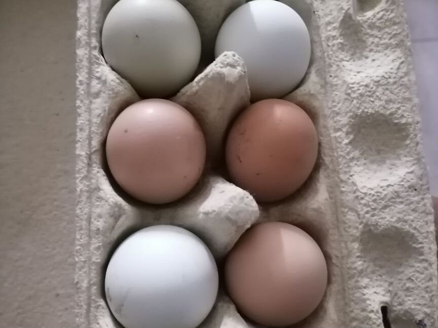 Домашние куриные яйца