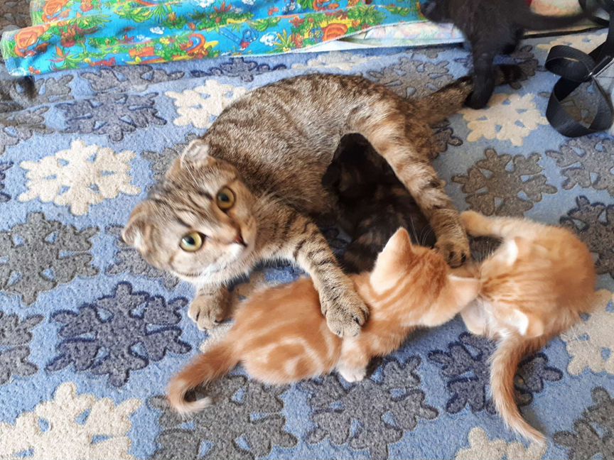 Котятки в очень добрые руки)