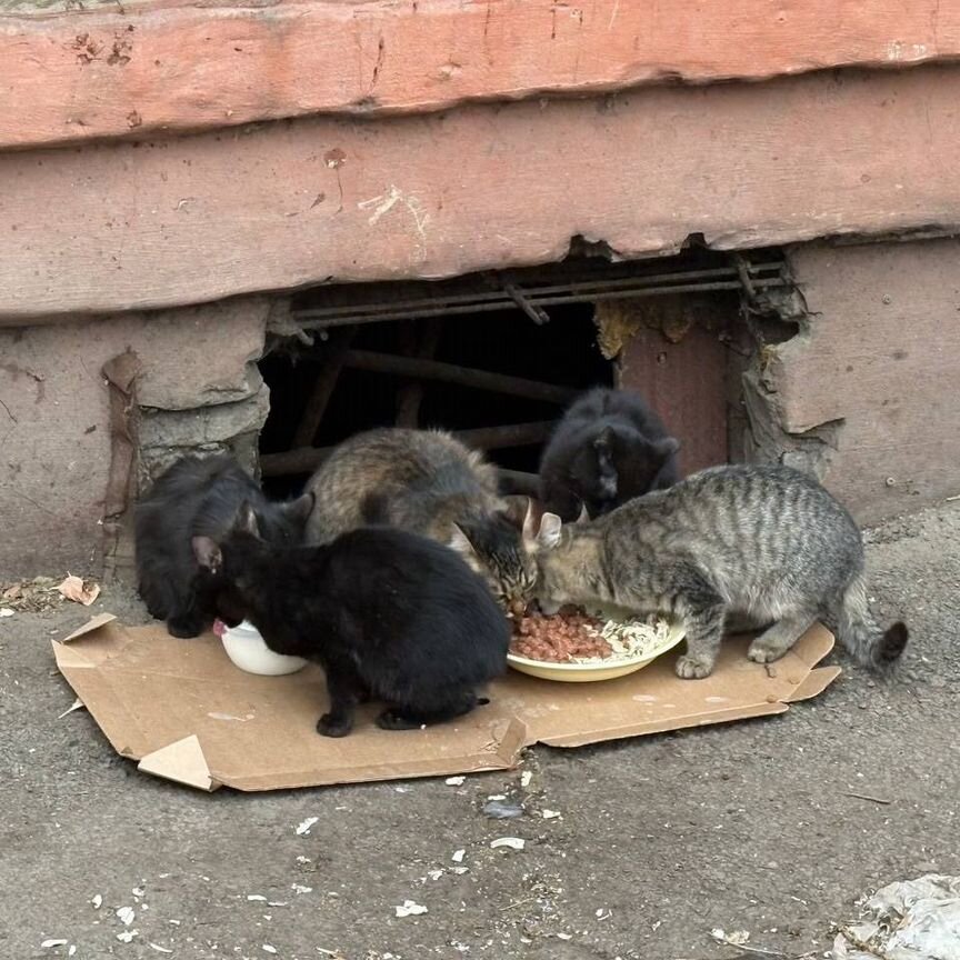 Пристроить котят