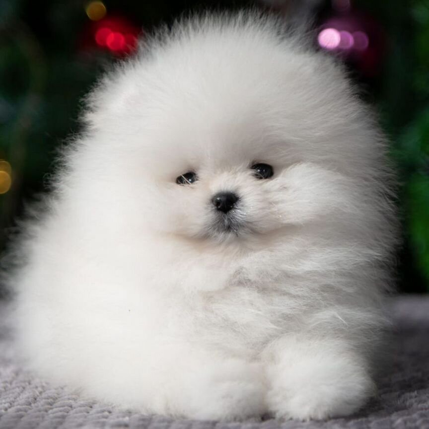 Померанский шпиц, щенок