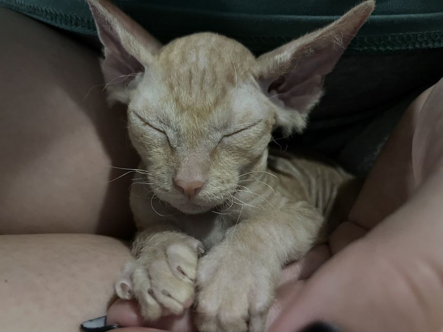 Канадский сфинкс котенок