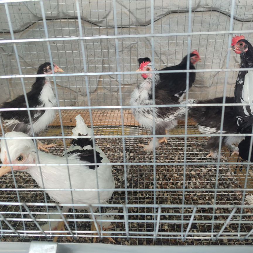 Декоративные курочки