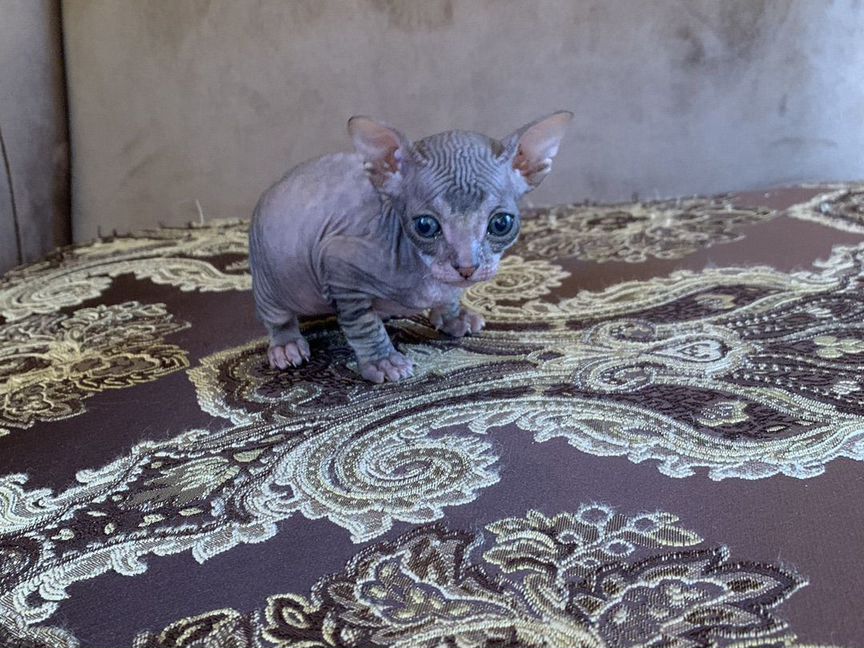 Котенок сфинск