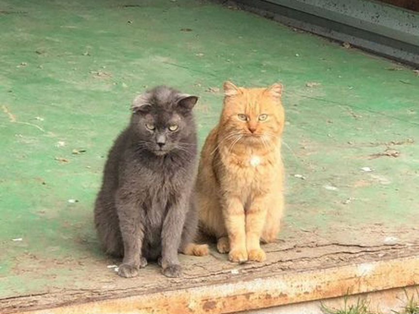 Коты в добрые руки