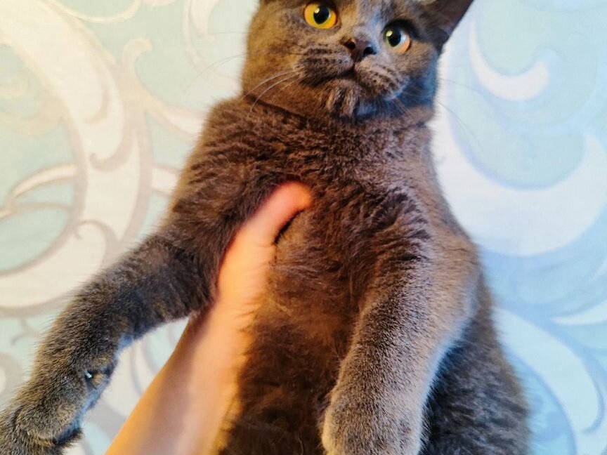 Котик, 4-5 мес