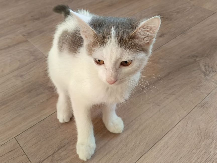 Отдам в добрые руки кошку