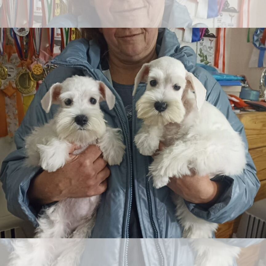 Щенки цвергшнауцера