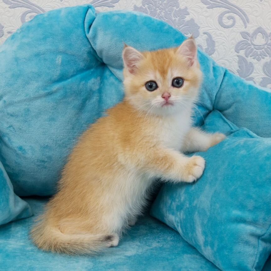 Кот золотая шиншилла. Ny12