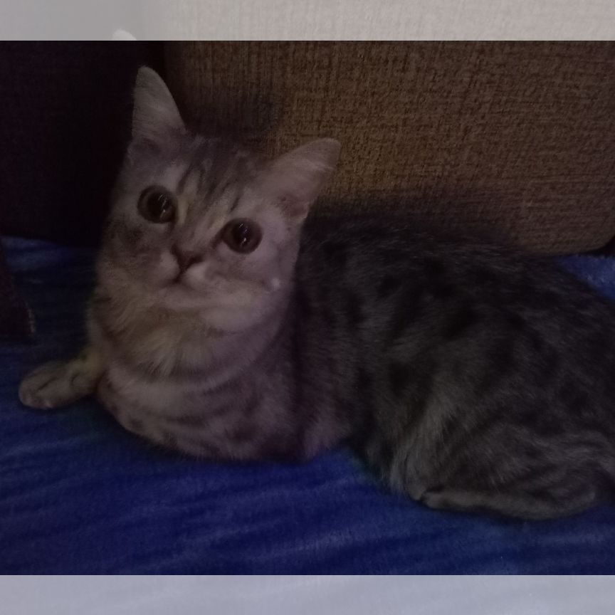 Британский кот