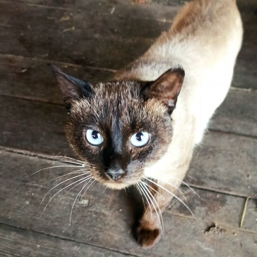 Прибился сиамский котик