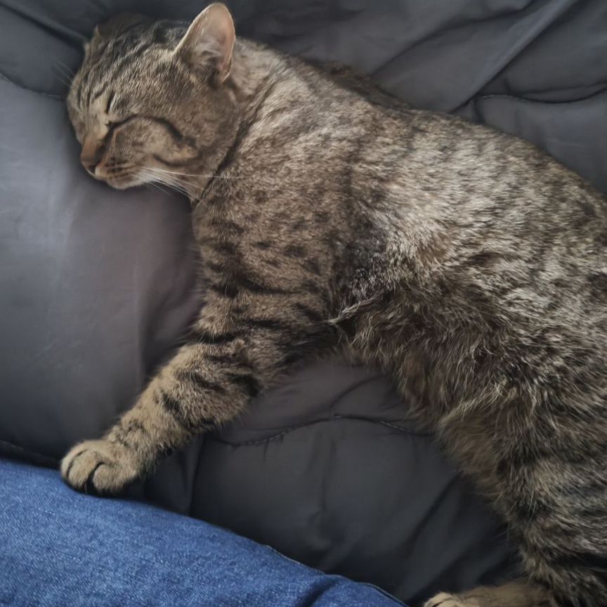 Взрослый кот в добрые руки