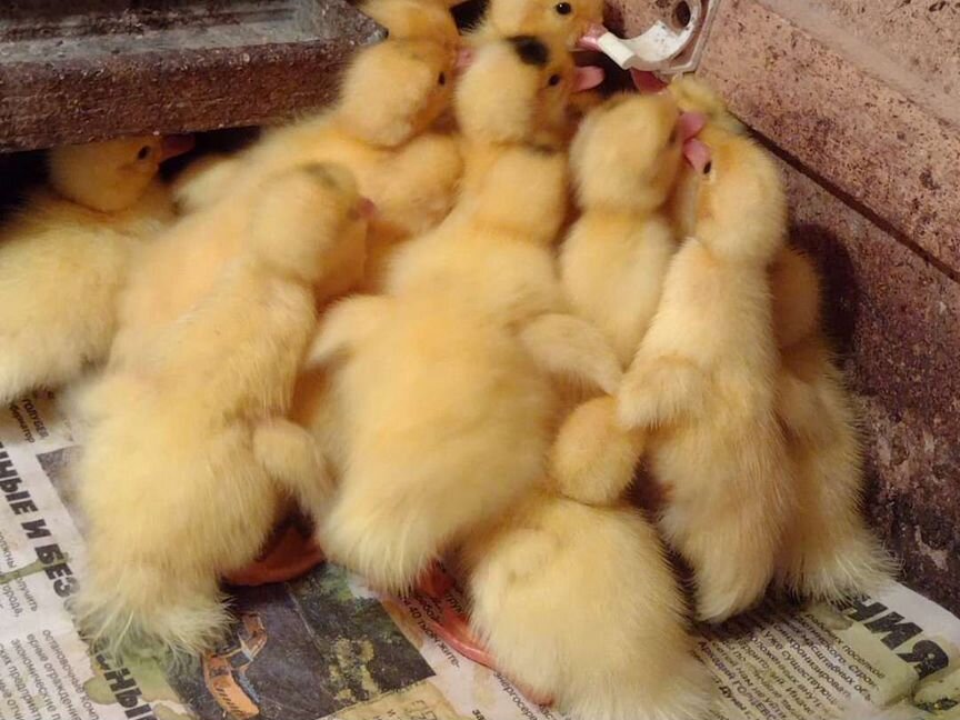 Мускусные утята (индоутки)